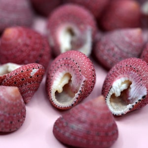 Strawberry Top Sea Shells, 5 Pieces / RARE Natural Seashells for Crafts ...