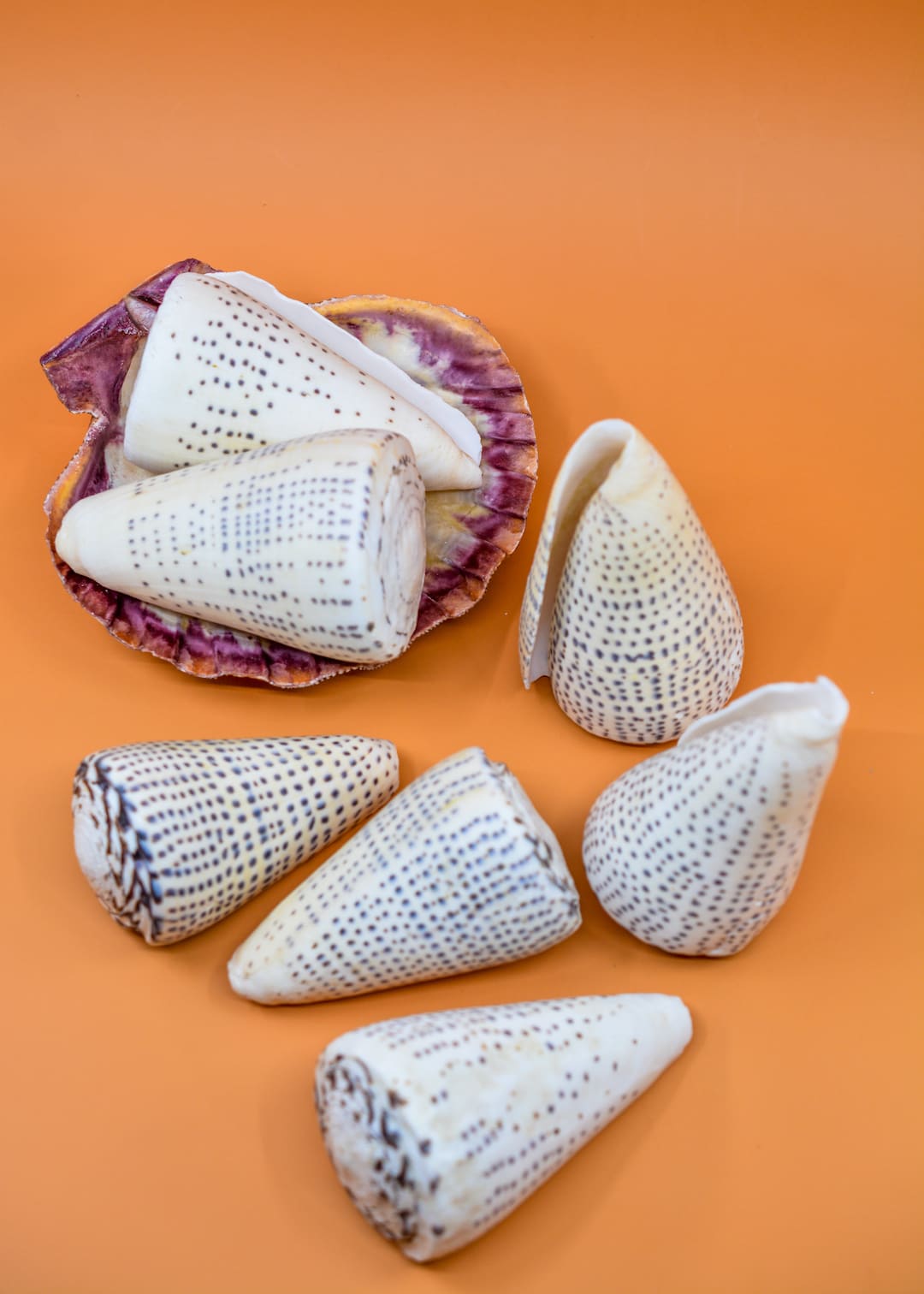Surat Cone Shell: Large White and Brown Surat Cone Sea Shells, 1 Pc ...