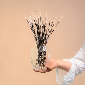 Authentic African Porcupine Quills, 5 Pcs, 11-14" Long Thin Quills ...