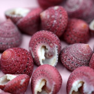 Strawberry Top Sea Shells, 5 Pieces / RARE Natural Seashells for Crafts ...