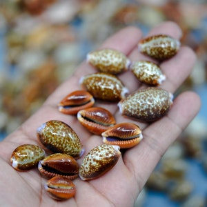 Honey Cowrie Shells, Cypraea Helvola Shells, Natural Cowry Shell, 3/4 ...