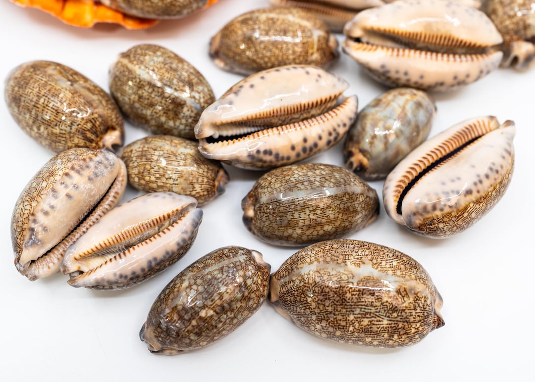 Large Arabian Cowrie Shells (mauritia Arabica) – 1.5 to 3 Inches, 1 ...