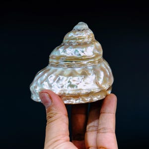 Astraea Turban Shells: Extra Large Whole Pearlized Wavy Top Aestrae ...