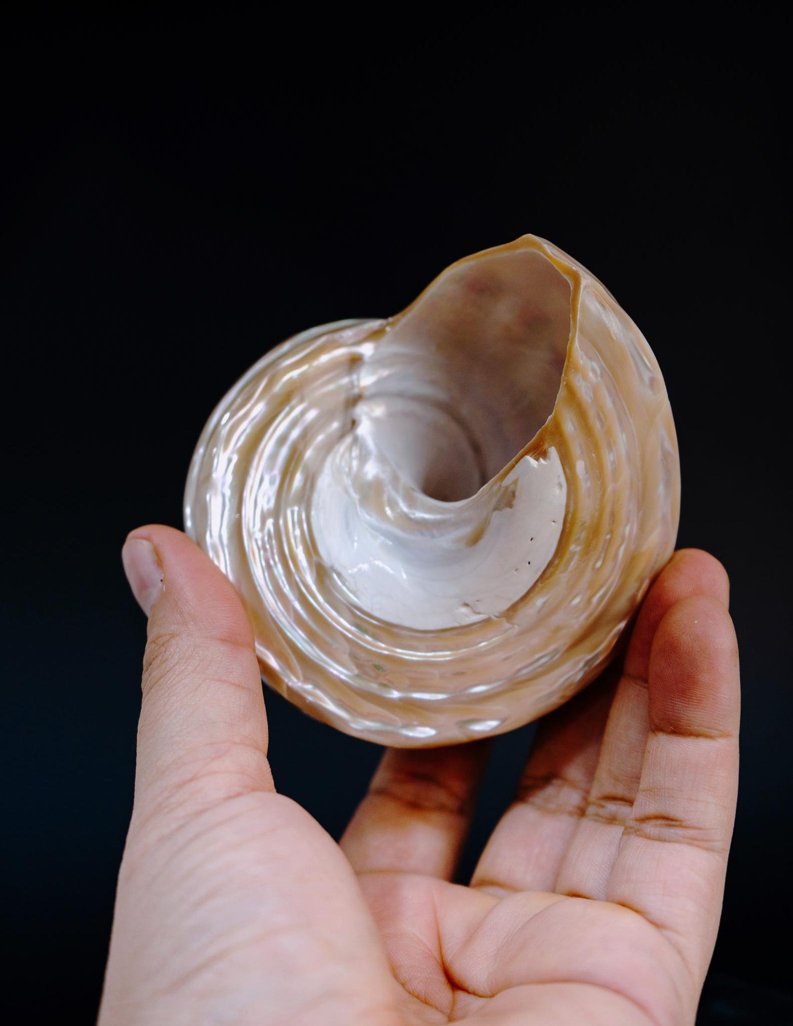 Astraea Turban Shells: Extra Large Whole Pearlized Wavy Top Aestrae ...