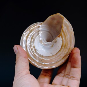 Astraea Turban Shells: Extra Large Whole Pearlized Wavy Top Aestrae ...