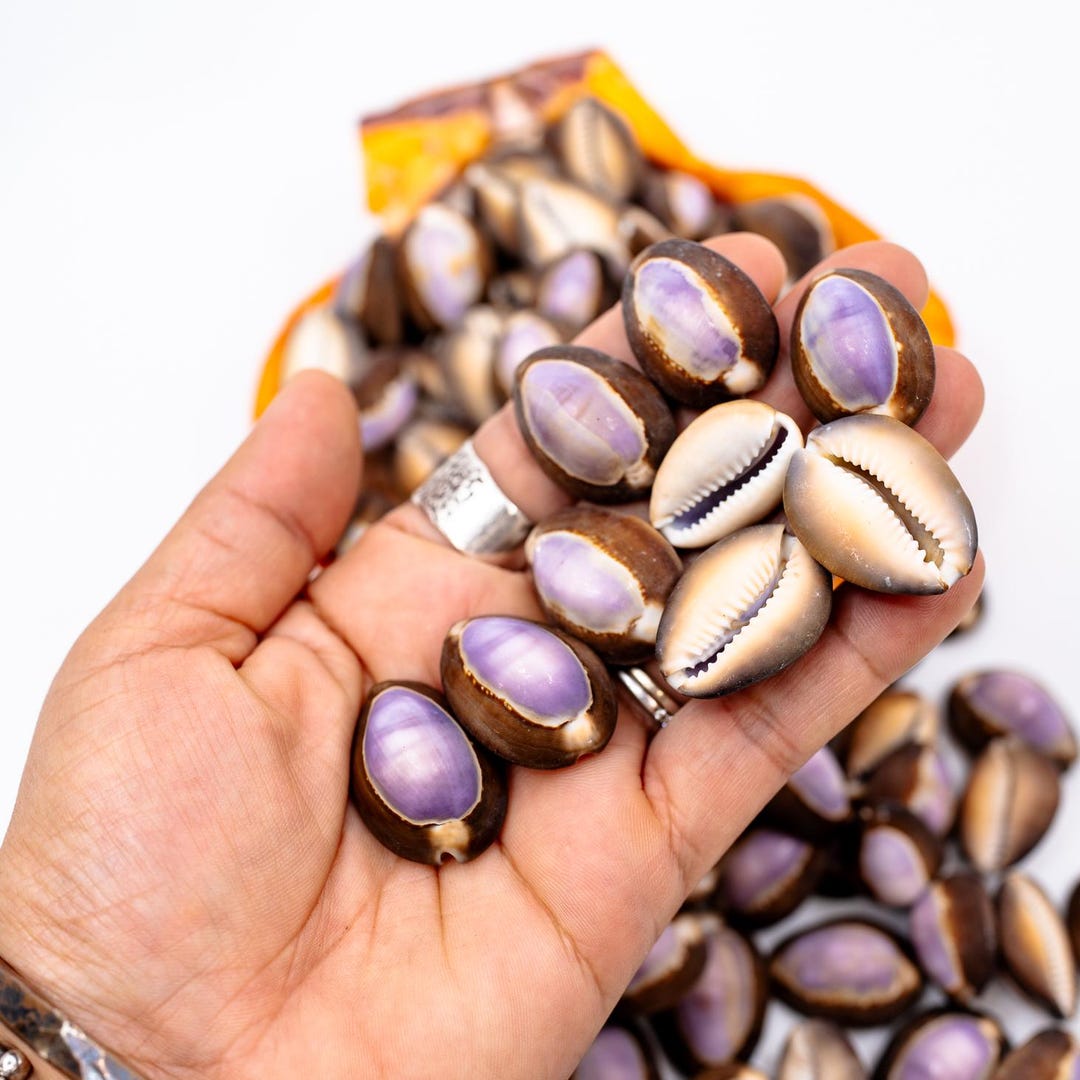 Snakehead Purple Top Cowrie Shells, 5 Shells, 1-1.5 Inches | Natural ...