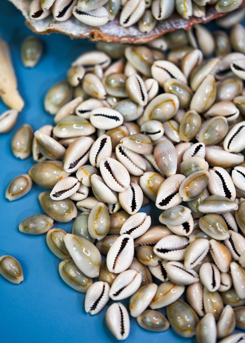 Ringtop Cowrie Shells: Assorted African Cowry Seashells, 20 Shells - Etsy