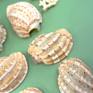 Harpa Articularis Shell: Major Harp Seashells, Harpa Davidus, 3 Inches ...