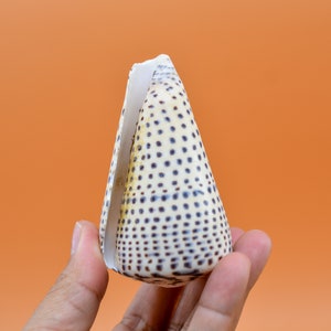 Surat Cone Shell: Large White and Brown Surat Cone Sea Shells, 1 Pc ...