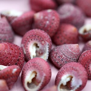 Strawberry Top Sea Shells, 5 Pieces / RARE Natural Seashells for Crafts ...