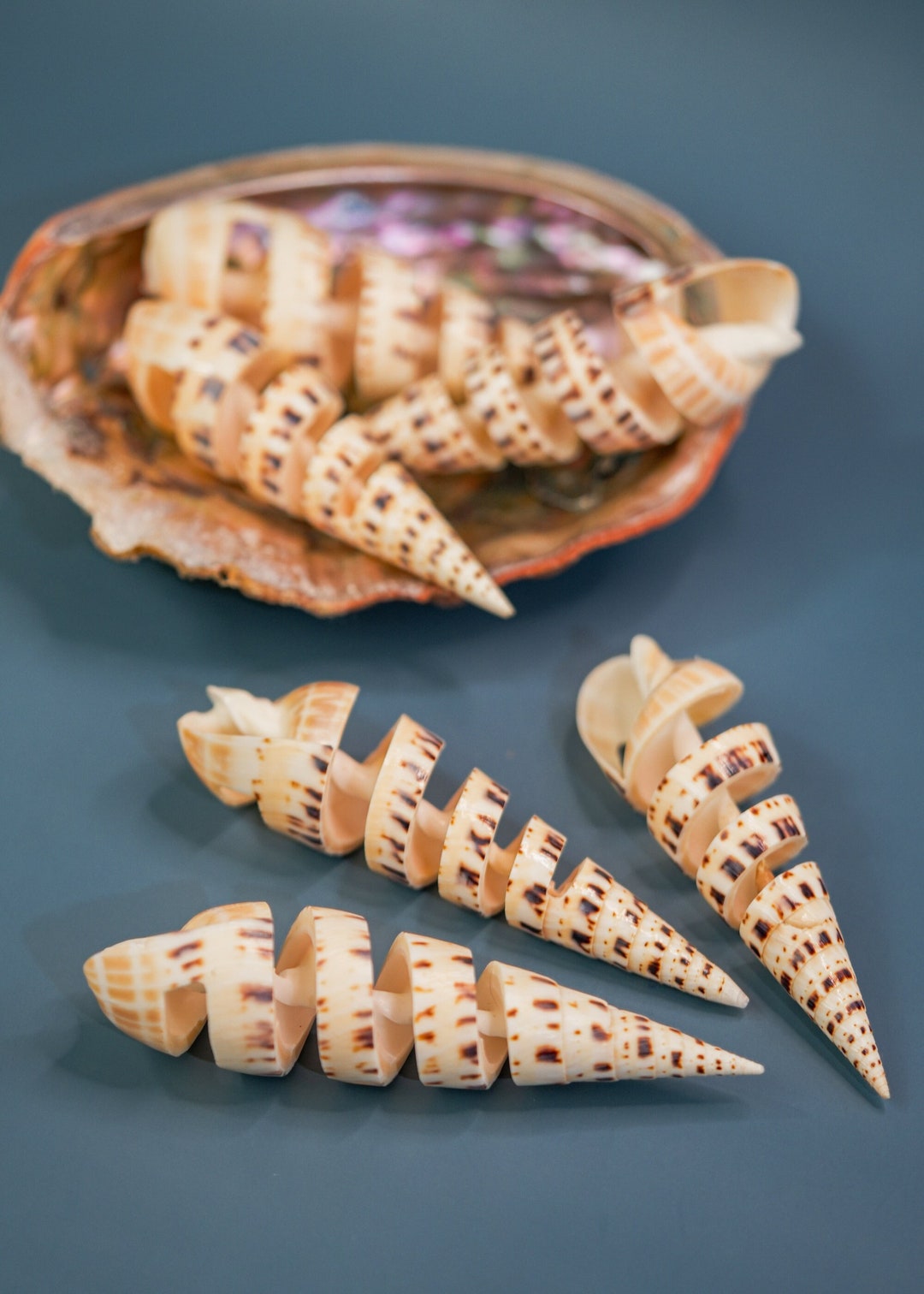 Spiral Cut Terebra Maculata Shells, Oxymeris Maculata, One Large Shell ...