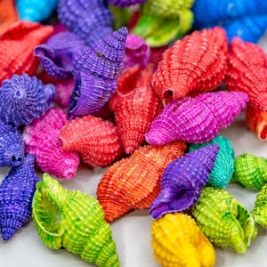 Mini Dyed Nassarius Reticulata Seashells – Set of 10 Shells | Vibrant ...