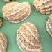 Harpa Articularis Shell: Major Harp Seashells, Harpa Davidus, 3 Inches ...
