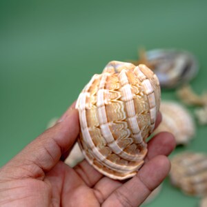 Harpa Articularis Shell: Major Harp Seashells, Harpa Davidus, 3 Inches ...