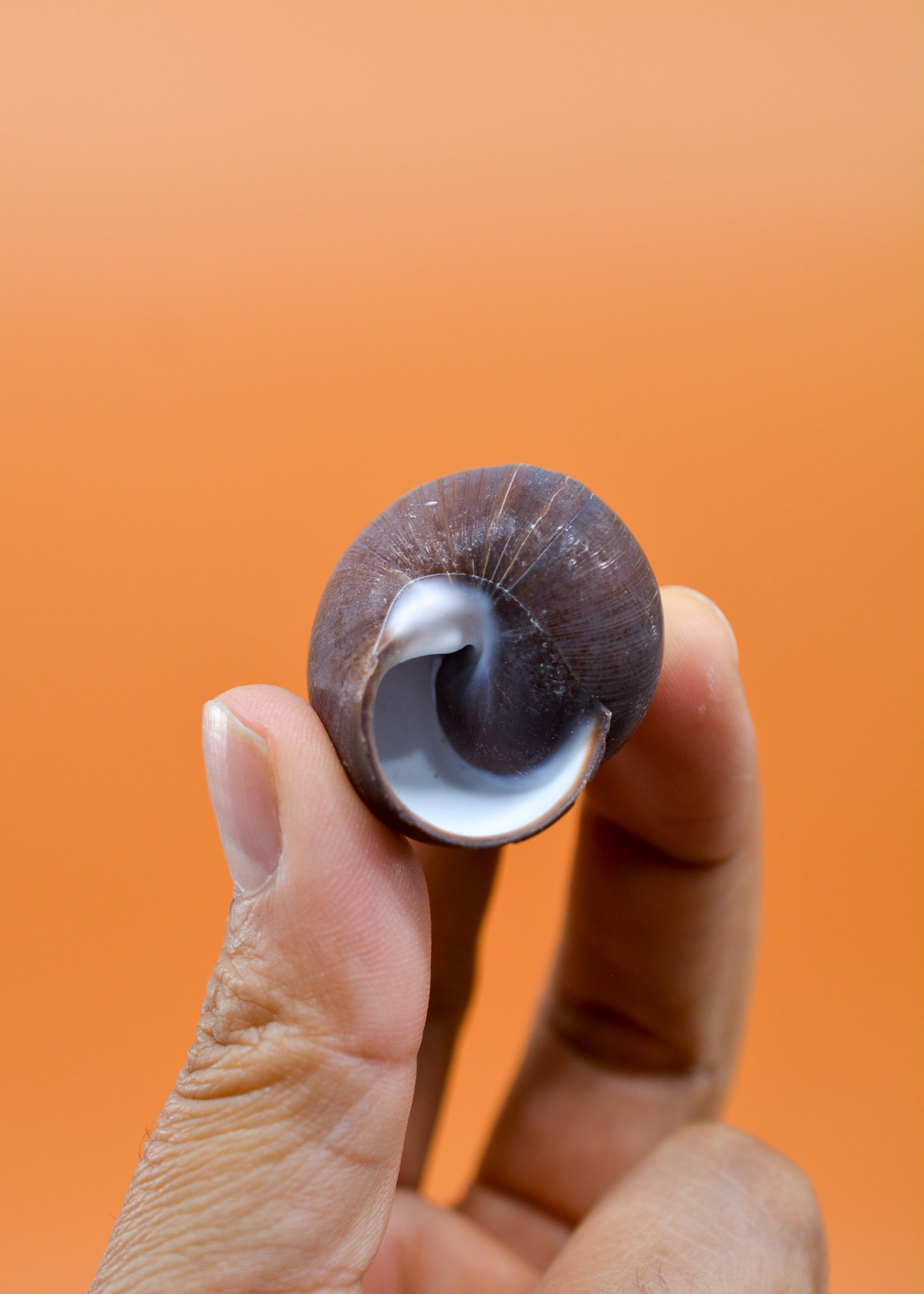 Chocolate Swirl Land Snail: Polished Land Snail, 2 Shells, Hermit Crab ...