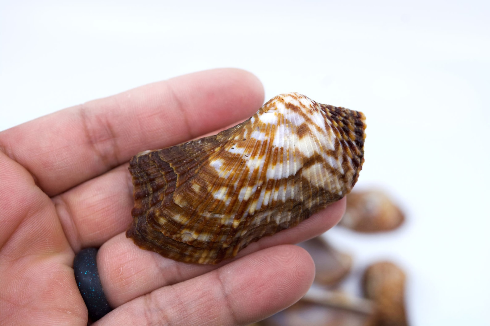 Turkey Wing Shells Zebra Ark Seashells 10 Pcs half Shell / | Etsy