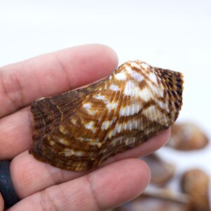 Turkey Wing Shells, Zebra Ark Seashells, 10 Pcs (half Shell ...
