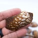 Turkey Wing Shells, Zebra Ark Seashells, 10 Pcs half Shell / Seashells ...