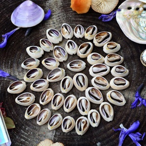 Cut Cowrie Shells: 10 Pcs Assorted Cut Money Cowrie Shells, African ...