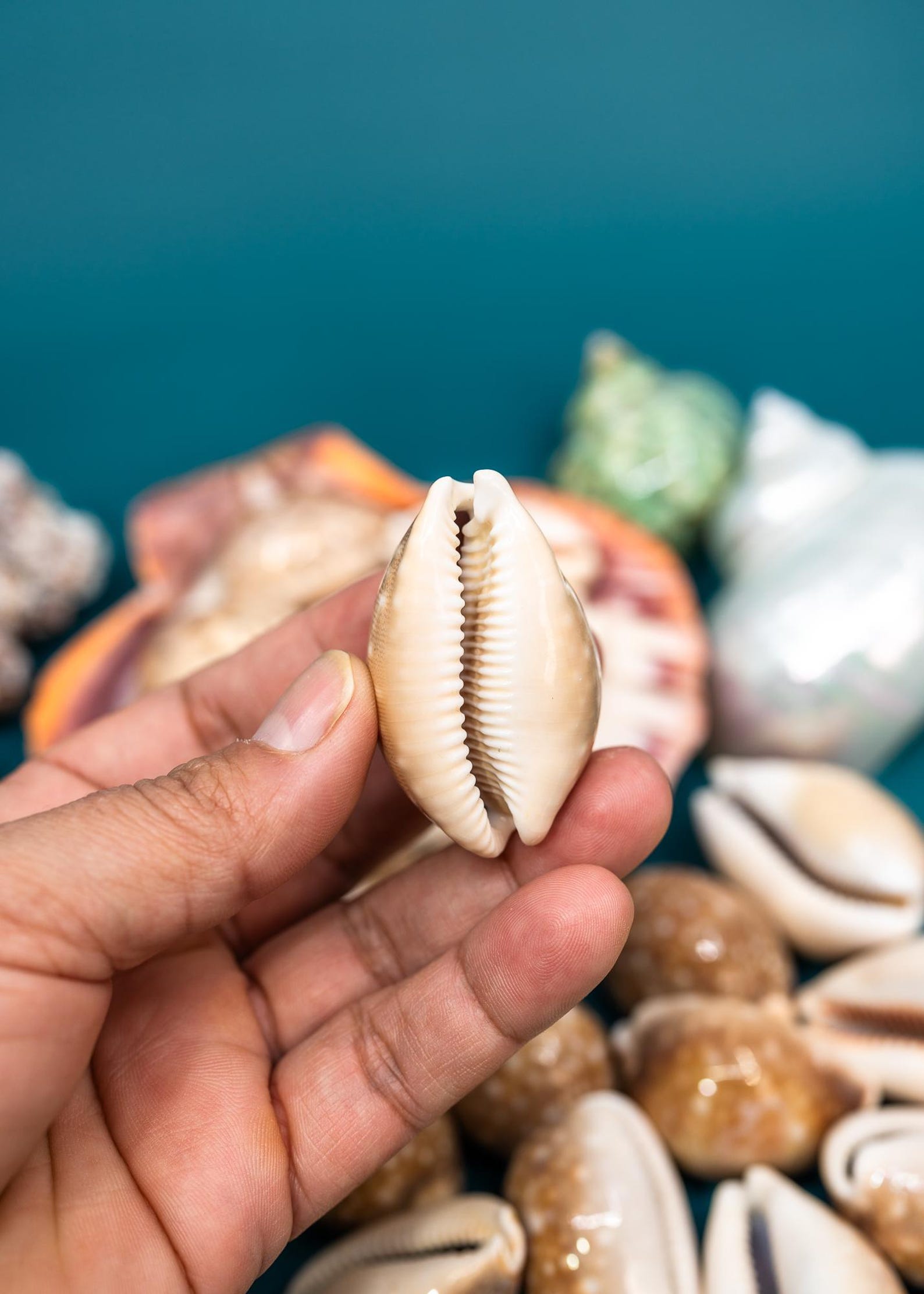 Deer Eye Cowrie Shell: Natural Macrocypraea Cervus, One Shell for ...