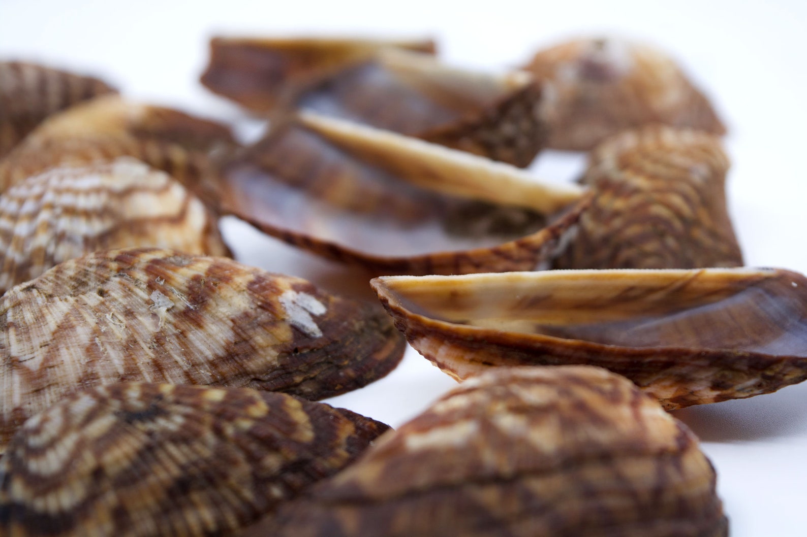 Turkey Wing Shells Zebra Ark Seashells 10 Pcs half Shell / - Etsy