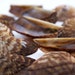 Turkey Wing Shells, Zebra Ark Seashells, 10 Pcs half Shell / Seashells ...