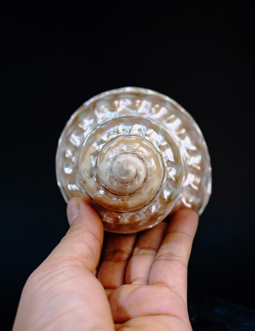 Astraea Turban Shells: Extra Large Whole Pearlized Wavy Top Aestrae ...