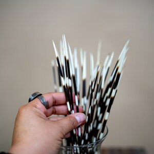 Authentic African Porcupine Quills, 5 Pcs, 11-14" Long Thin Quills ...