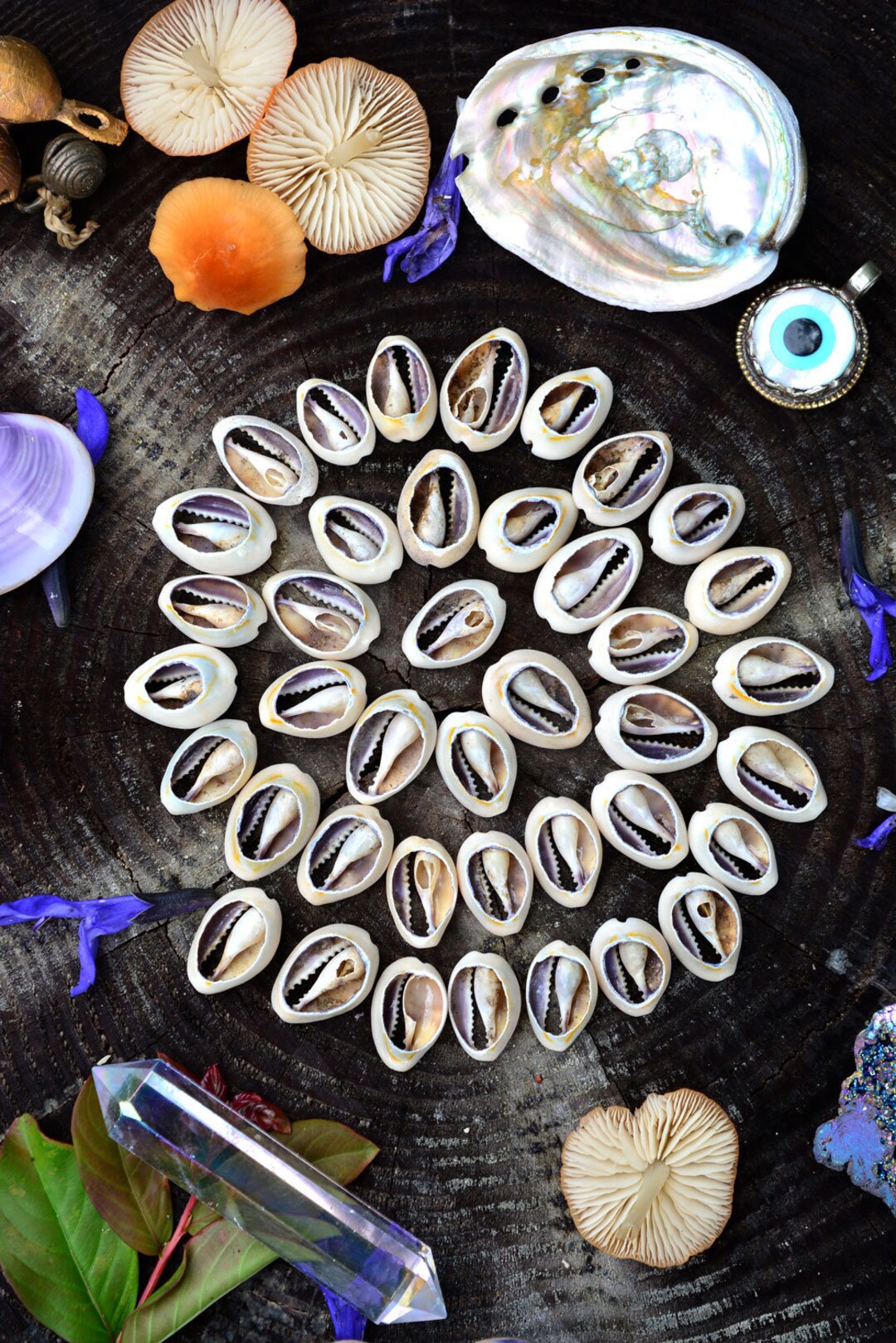 Cut Cowrie Shells: 10 Pcs Assorted Cut Money Cowrie Shells, African ...