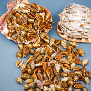 Honey Cowrie Shells, Cypraea Helvola Shells, Natural Cowry Shell, 3/4 ...