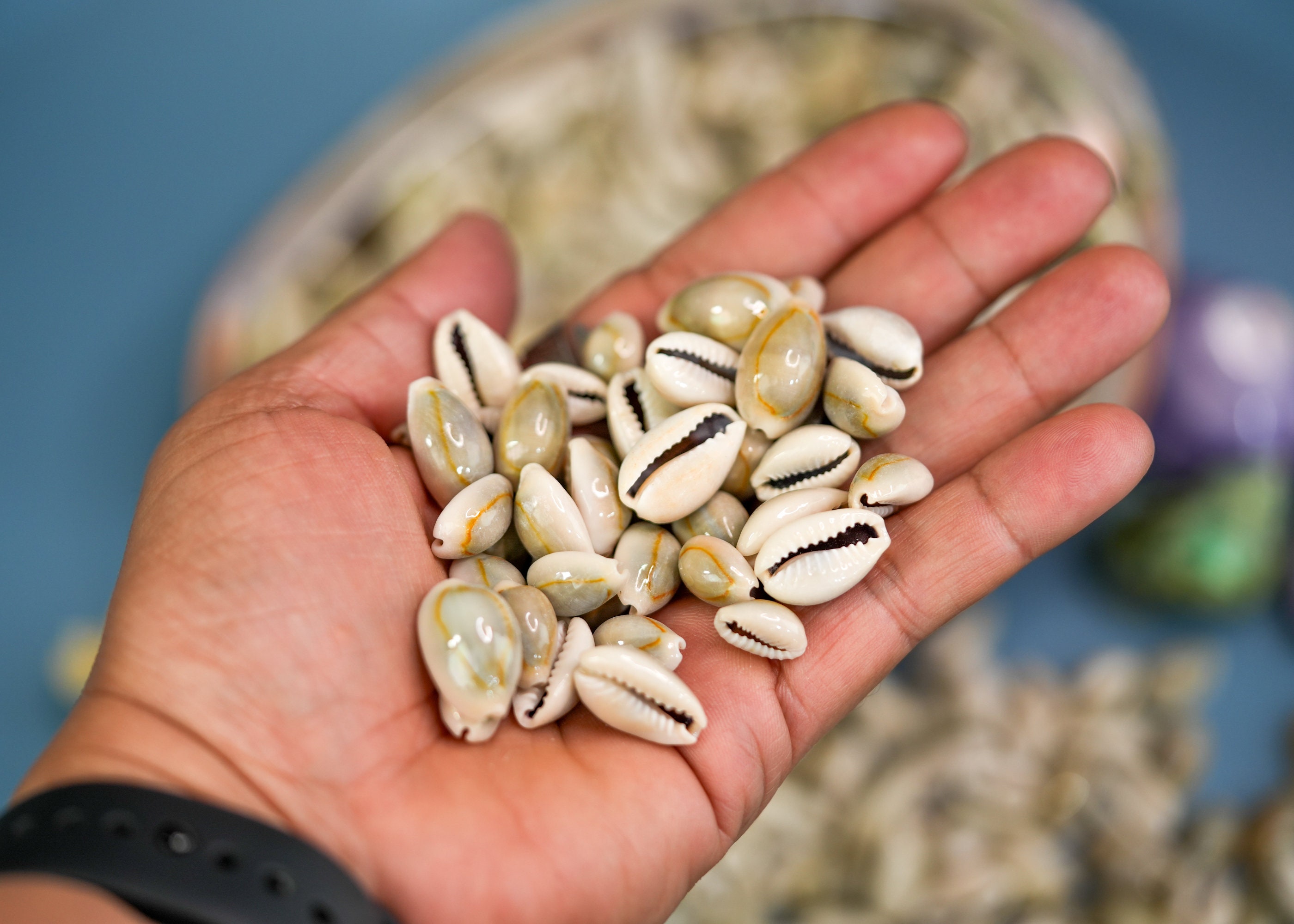 Ringtop Cowrie Shells: Assorted African Cowry Seashells, 20 Shells - Etsy