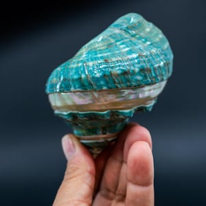 Turbo Marmoratus Shell – Extra Large Pearl Banded Green Turban Seashell ...