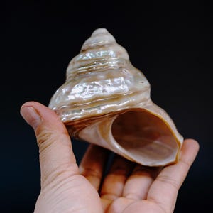 Astraea Turban Shells: Extra Large Whole Pearlized Wavy Top Aestrae ...