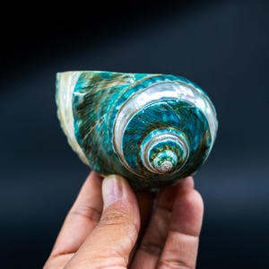 Turbo Marmoratus Shell – Extra Large Pearl Banded Green Turban Seashell ...