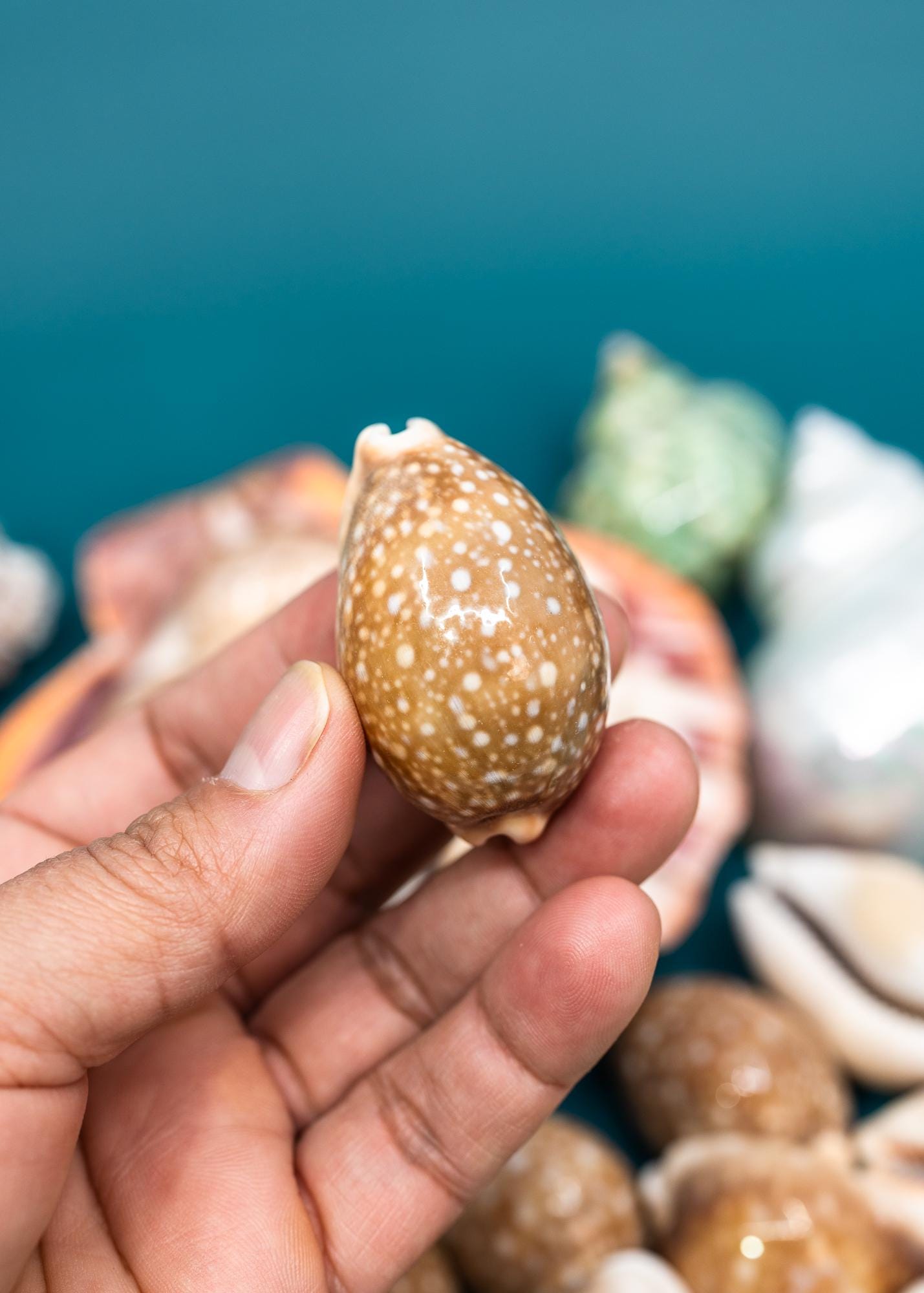 Cowrie Shells for Jewelry Making – Deer Eye Cowrie Macrocypraea Cervus ...