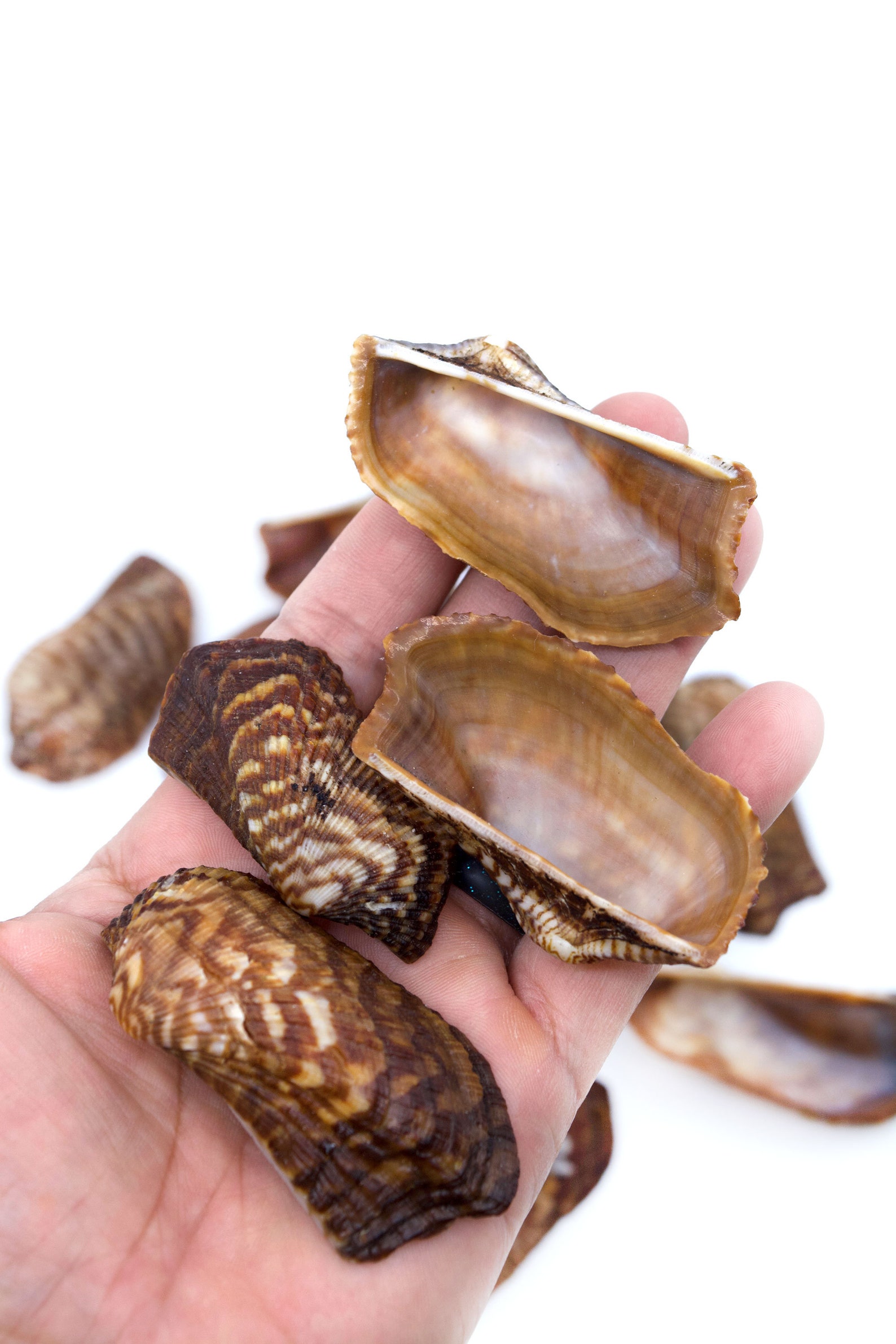 Turkey Wing Shells Zebra Ark Seashells 10 Pcs half Shell / - Etsy