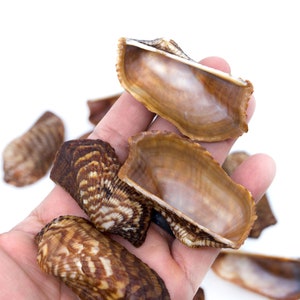 Turkey Wing Shells, Zebra Ark Seashells, 10 Pcs (half Shell ...