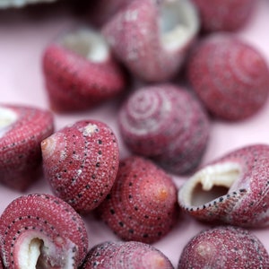 Strawberry Top Sea Shells, 5 Pieces / RARE Natural Seashells for Crafts ...