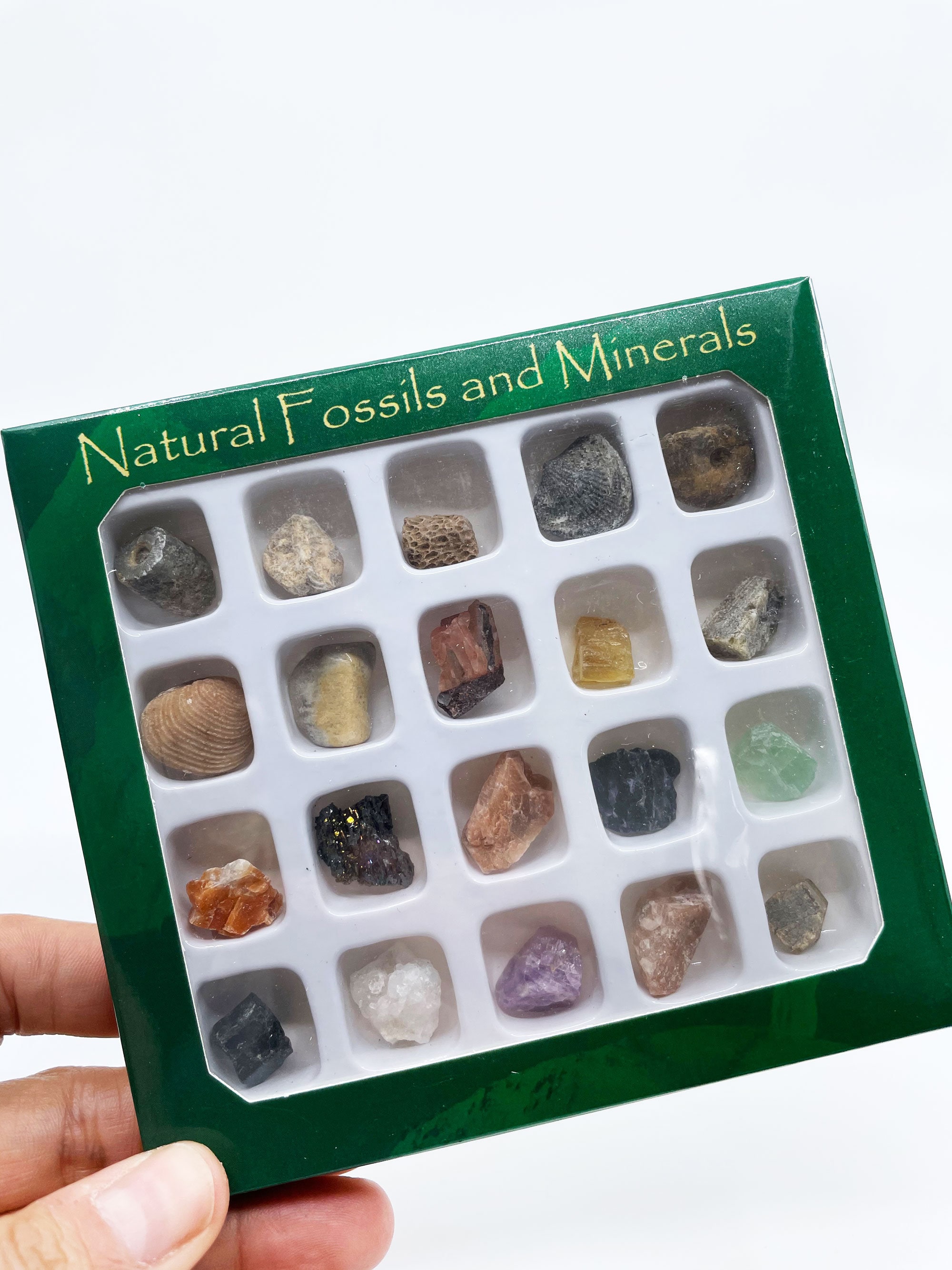 Natural Fossils and Minerals Kit: 20 Assorted Fossils Little | Etsy