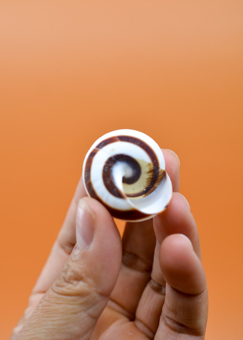 Chocolate Swirl Land Snail: Polished Land Snail, 2 Shells, Hermit Crab ...
