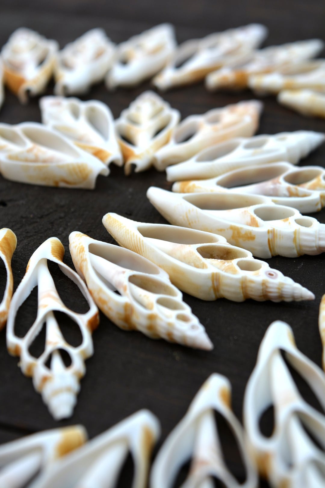 Strombus Vittatus Seashell Slices, 5 Pieces / Spiral Shells, Conchs ...