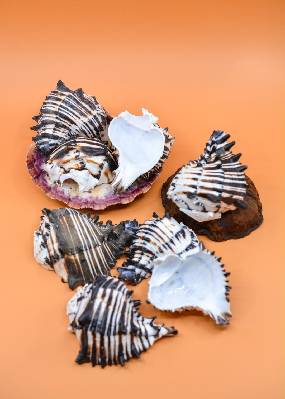 Black Murex Cut Shells, 1 Pc / Muricanthus Nigritus Sea Shells, 3.5-4.5 ...
