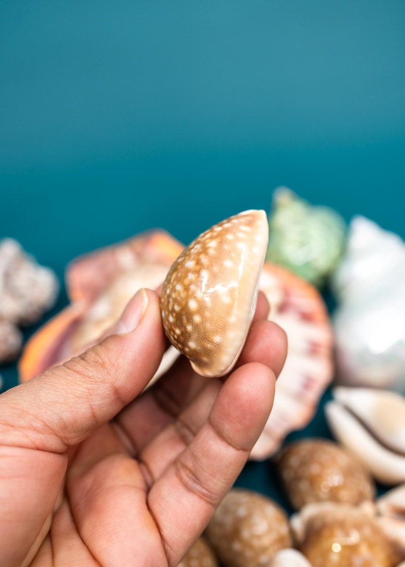 Deer Eye Cowrie Shell: Natural Macrocypraea Cervus, One Shell for ...