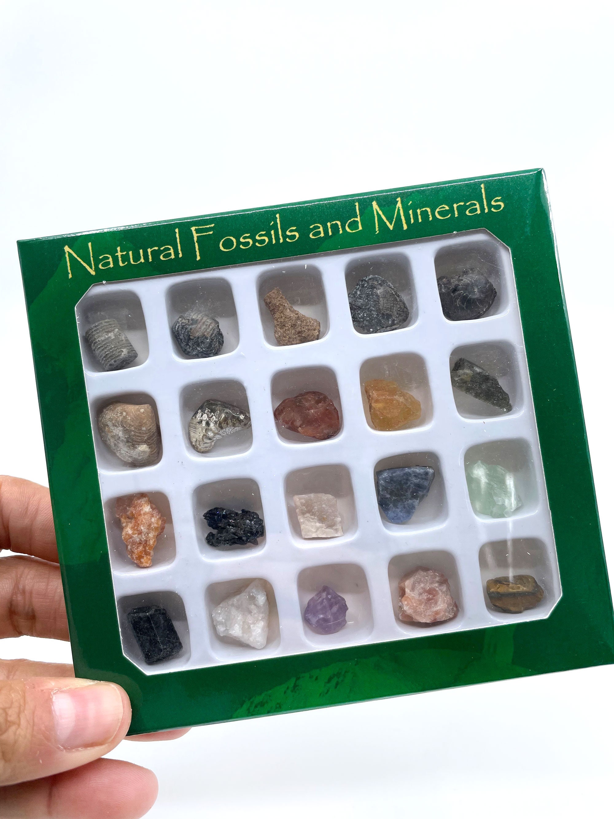 Natural Fossils and Minerals Kit: 20 Assorted Fossils Little | Etsy
