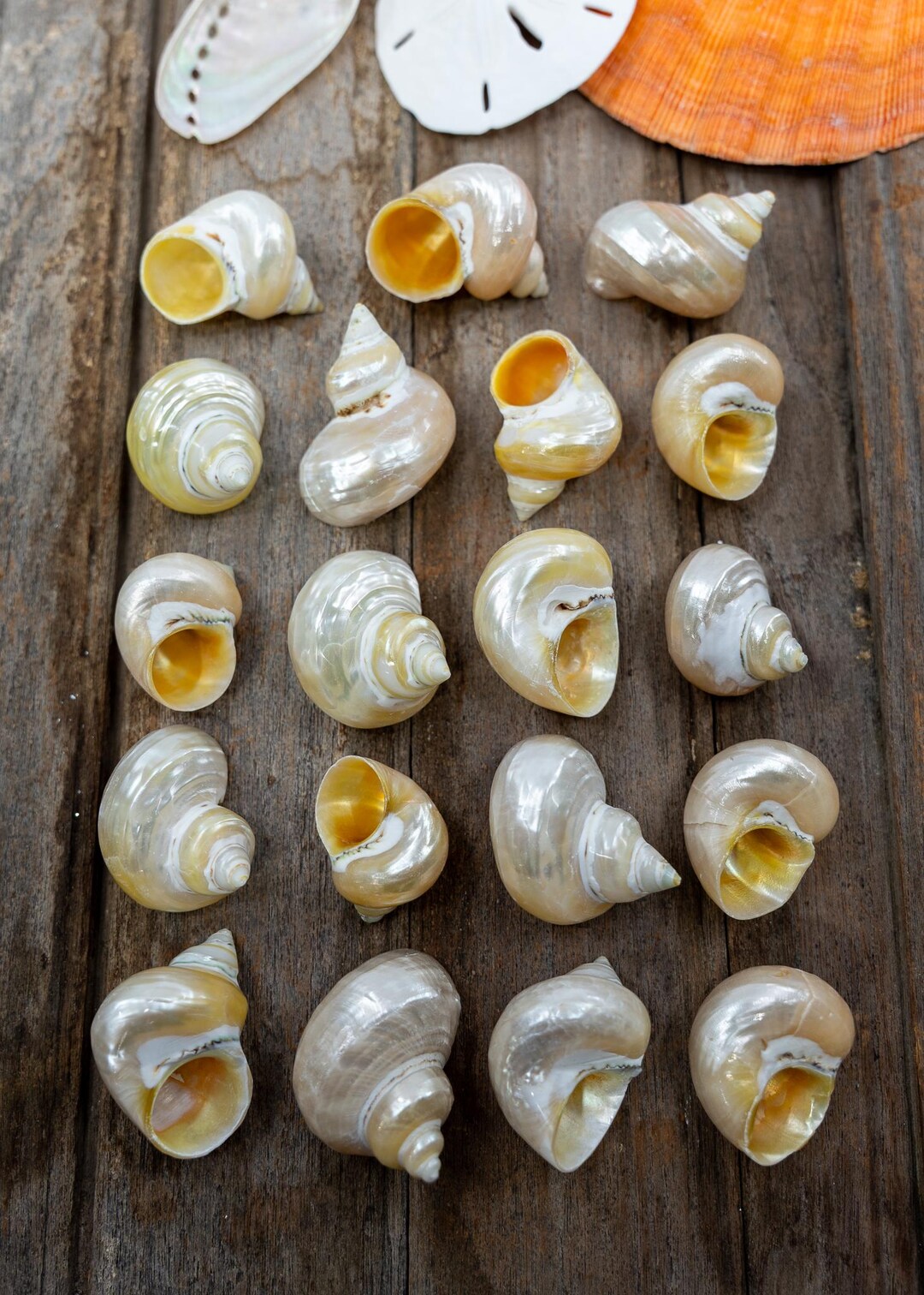 Polished Gold Mouth Turbo Shell: Pearlescent Seashell for Jewelry or ...