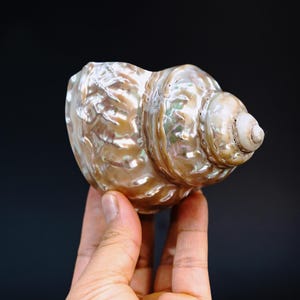 Astraea Turban Shells: Extra Large Whole Pearlized Wavy Top Aestrae ...