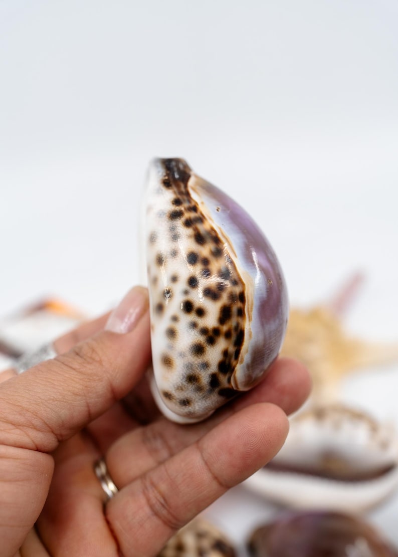 Large Purple Top Tiger Cowrie Shell, 2-3
