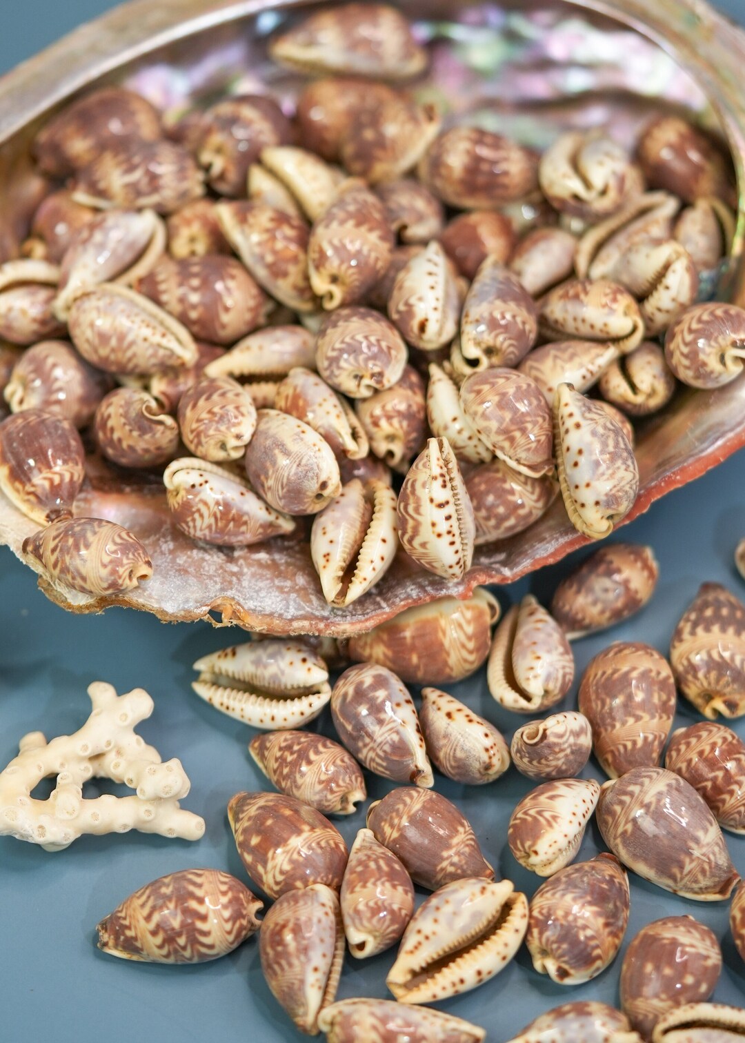 Day-break Cowrie Shells: 10 Pcs of Zig Zag Cowrie Shell, Day Break ...