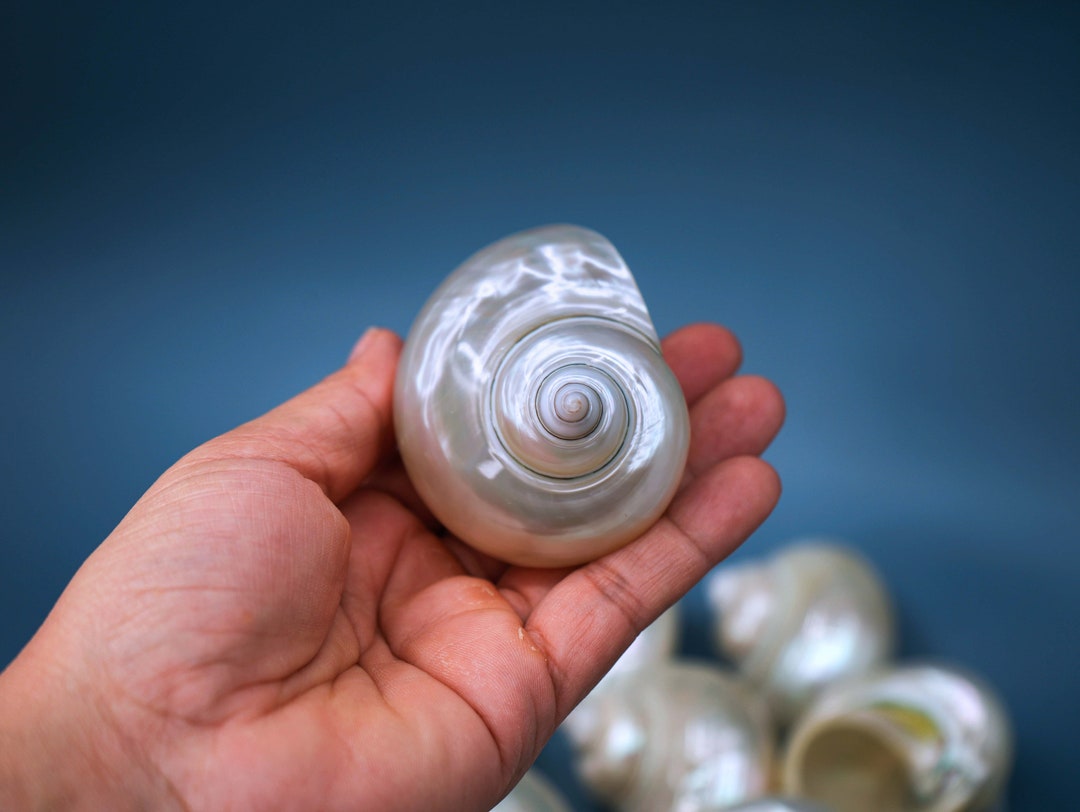 Large Polished Pearl Turbo Seashell, 2.5 to 3 Inches Plus, One Shell ...