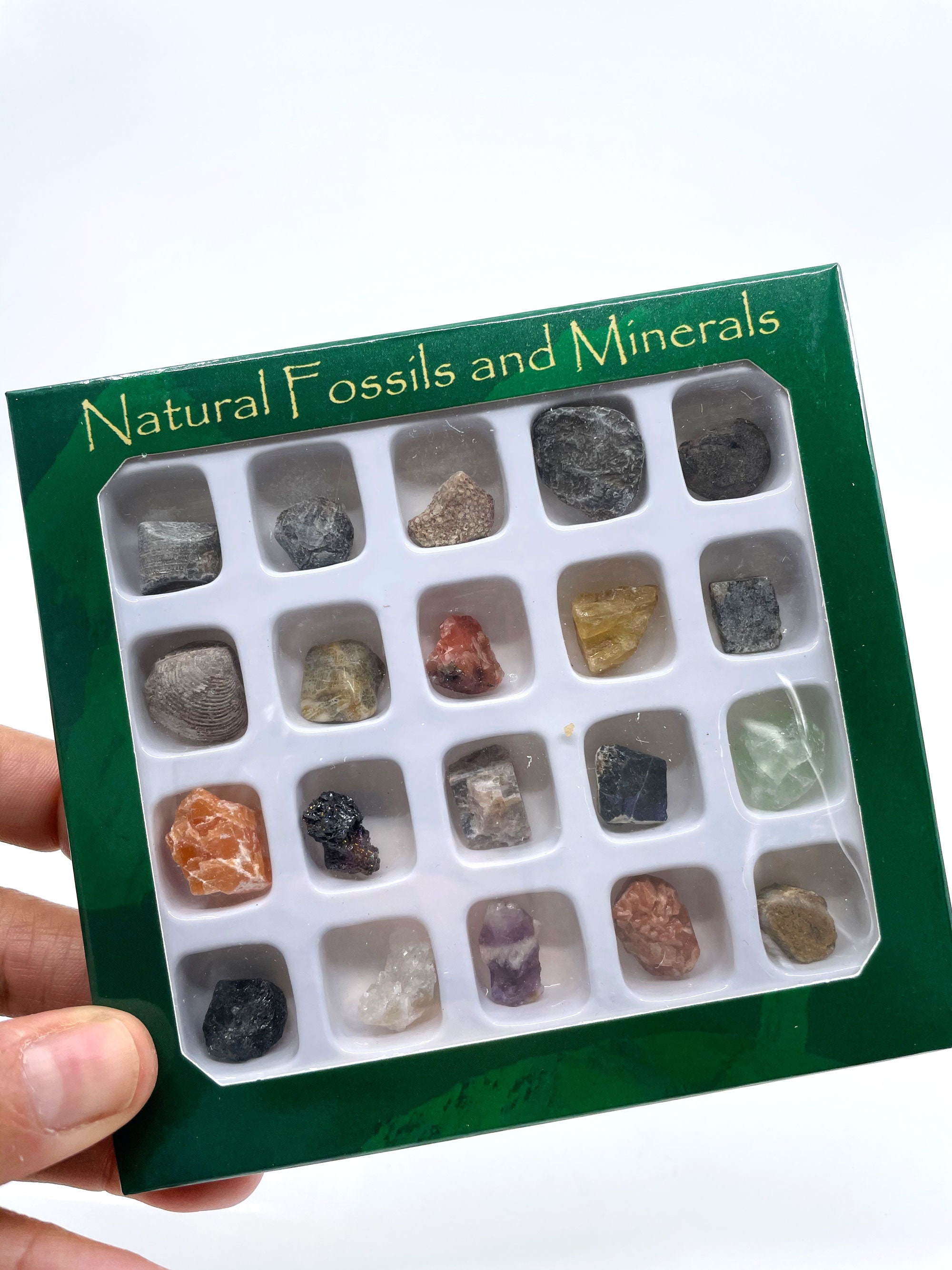 Natural Fossils and Minerals Kit: 20 Assorted Fossils Little | Etsy